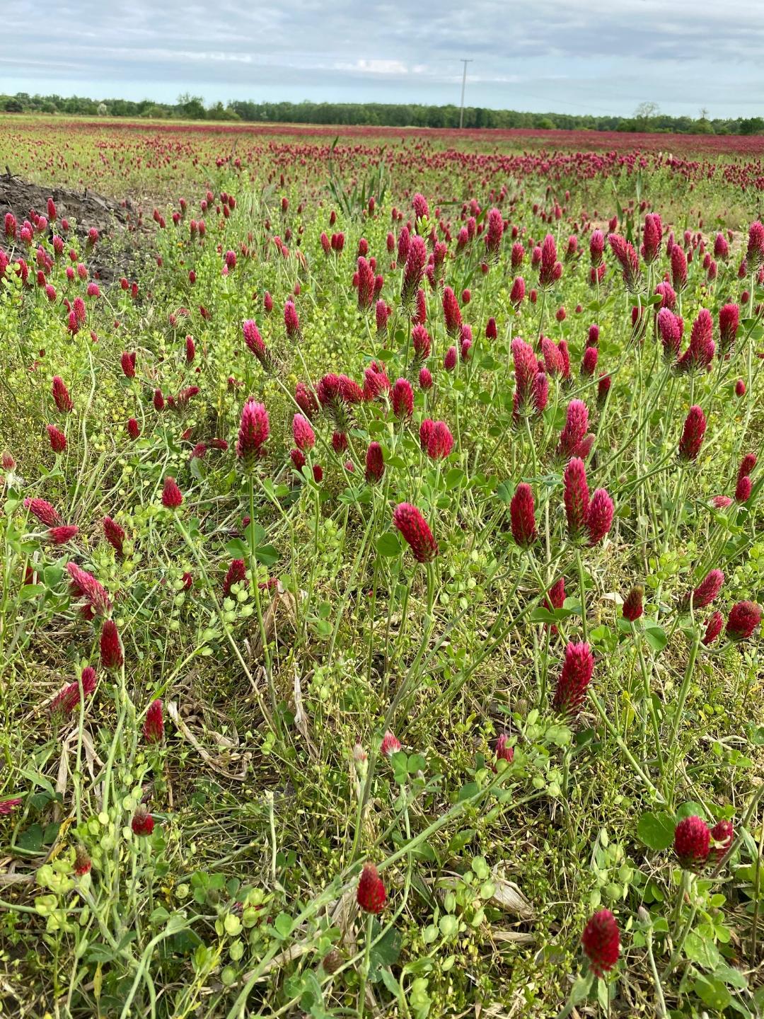 Crimson & Clover | Monroe County Master Gardener Association