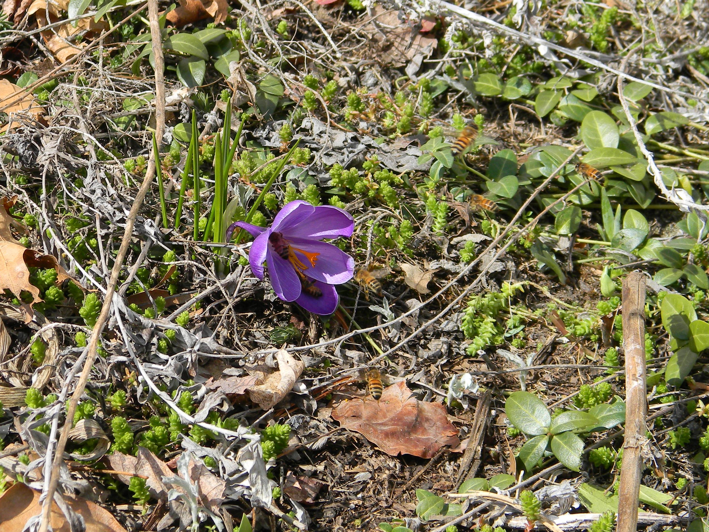 First Day of Spring | Monroe County Master Gardener Association