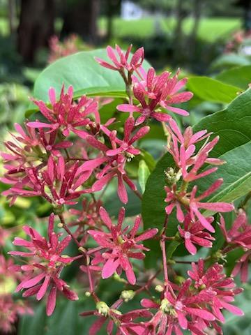Seven Son Tree | Monroe County Master Gardener Association
