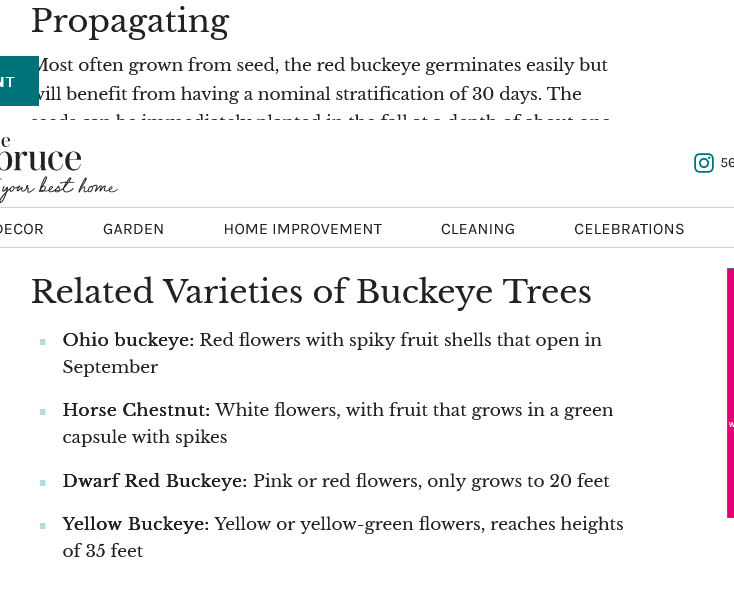 Propagating Buckeyes | Monroe County Master Gardener Association
