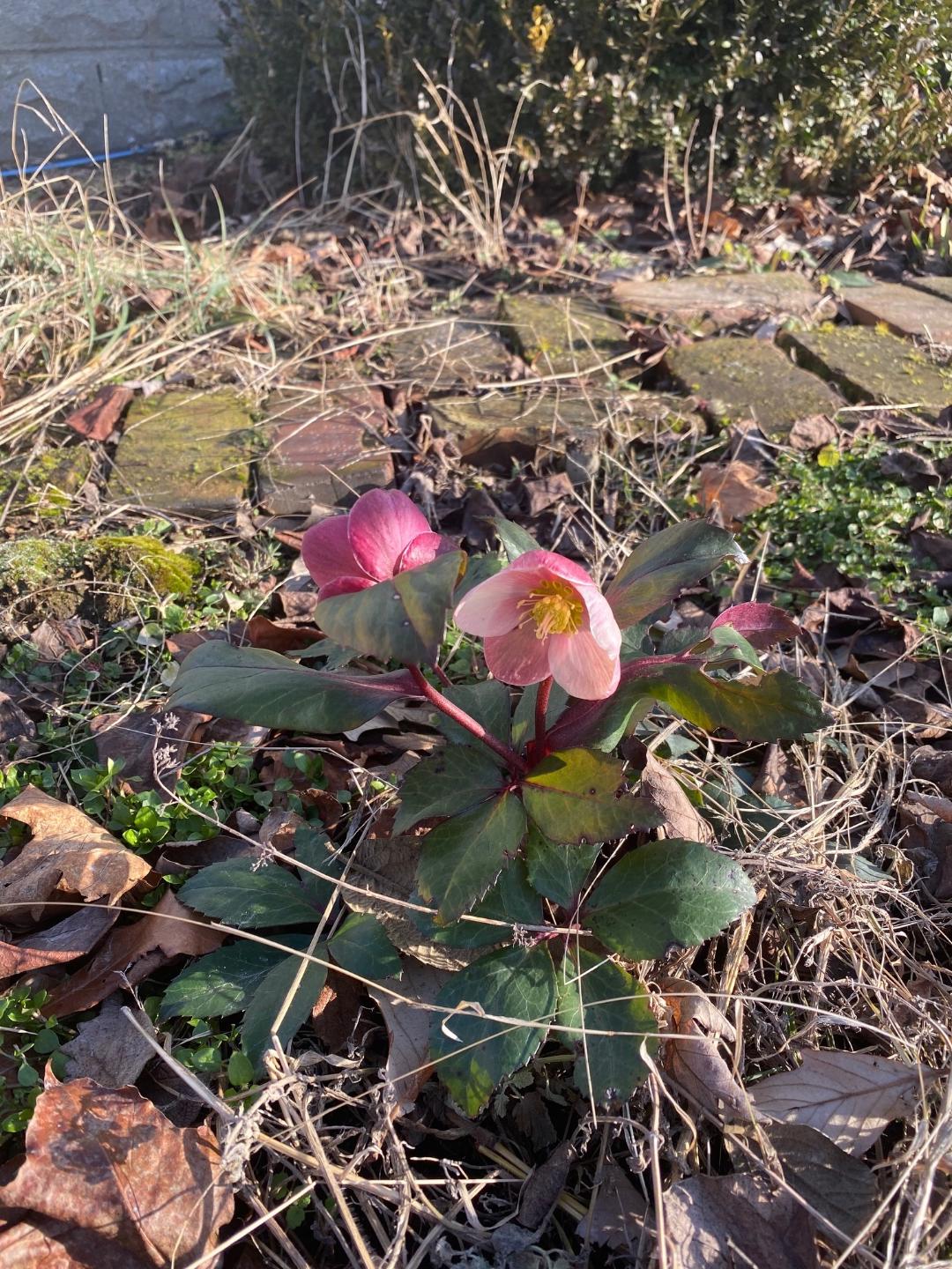 Lenton Rose | Monroe County Master Gardener Association