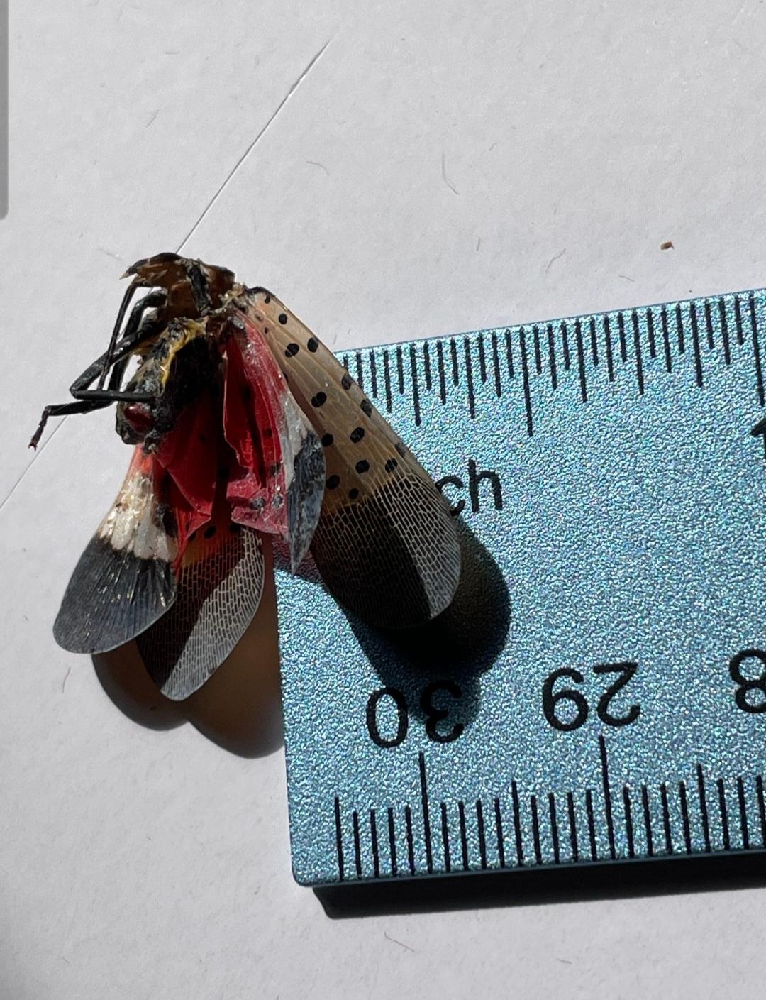 Spotted Lantern Fly Sighting | Monroe County Master Gardener Association